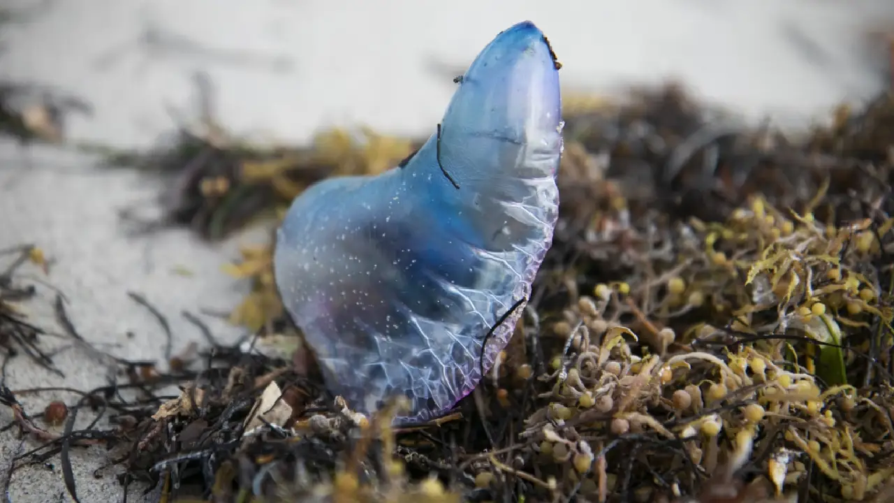 Almanya'nın o şehri hayvan sahiplerine uyarı verdi: "Zehir saçıyor"
